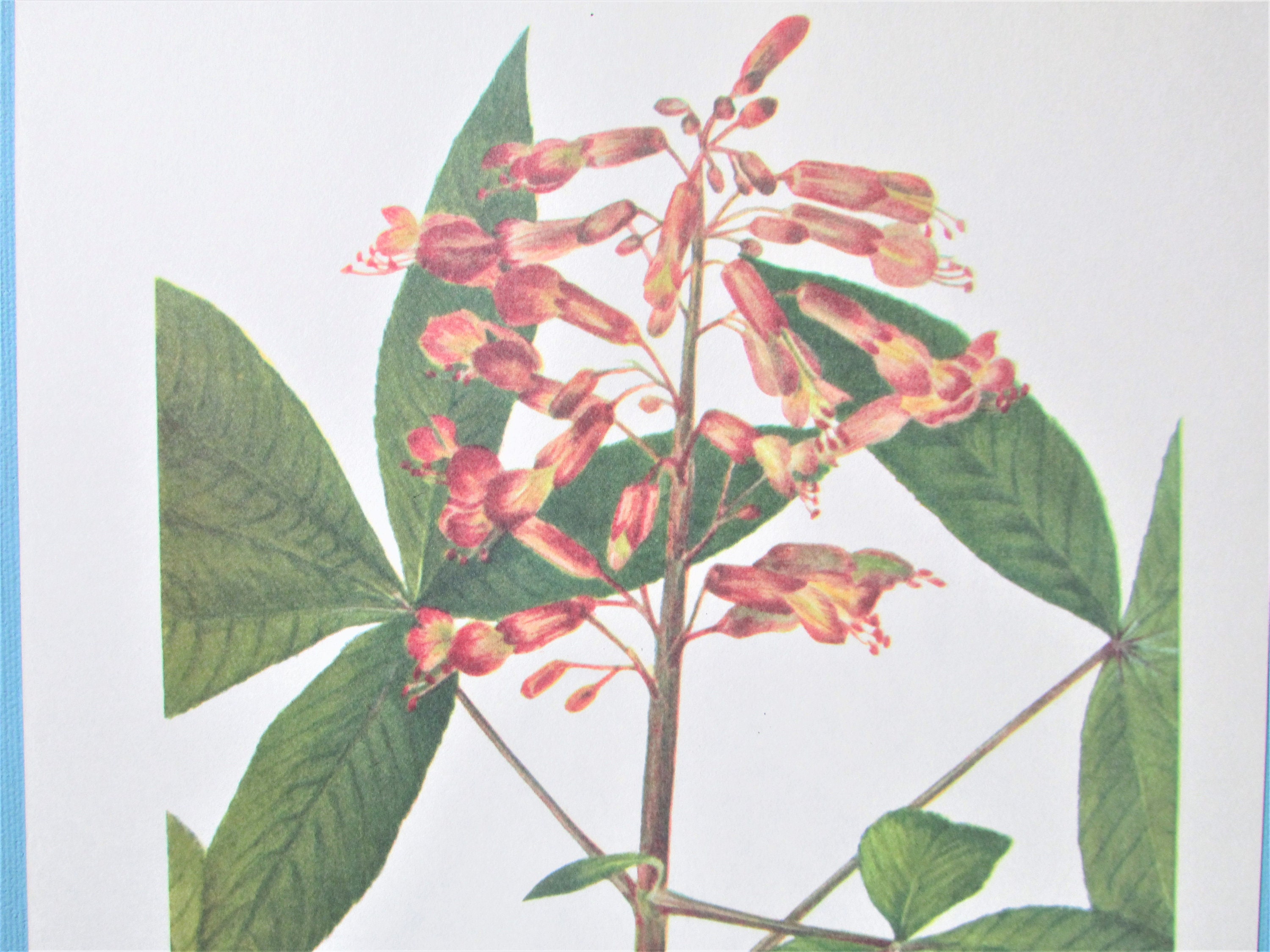 Wild Flower Red Buckeye Botanical Print Color Plate/ Vintage - Etsy