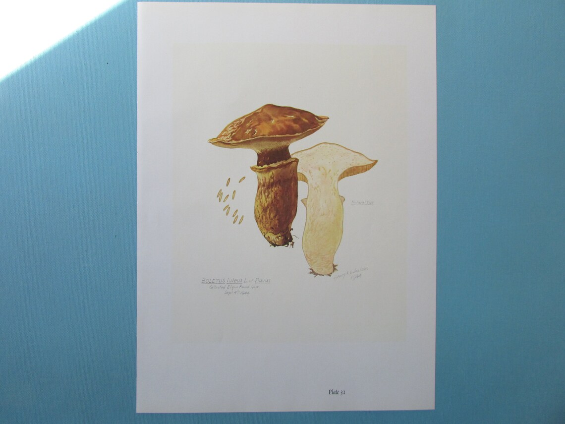 Slippery Jack Mushroom Botanical Art Print, Color Plate/ Fungus ...