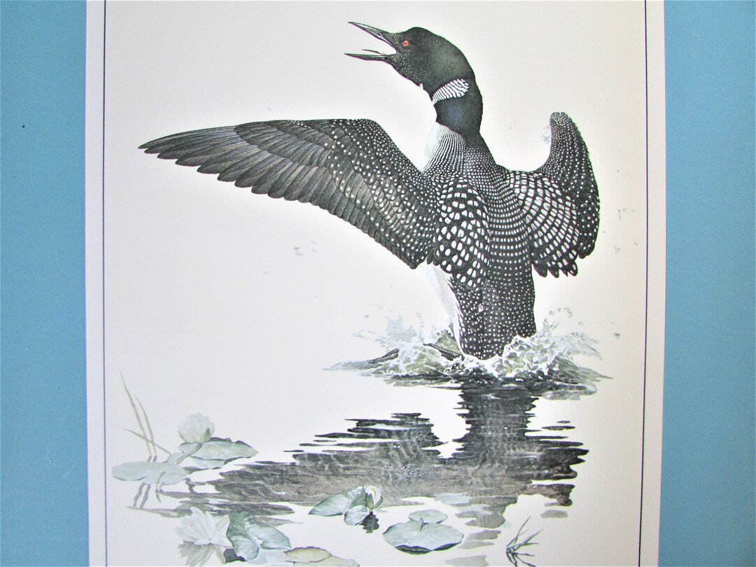 Common Loon Bird Art Print, Book Plate/ 1970's Water Bird, Fowl Book ...
