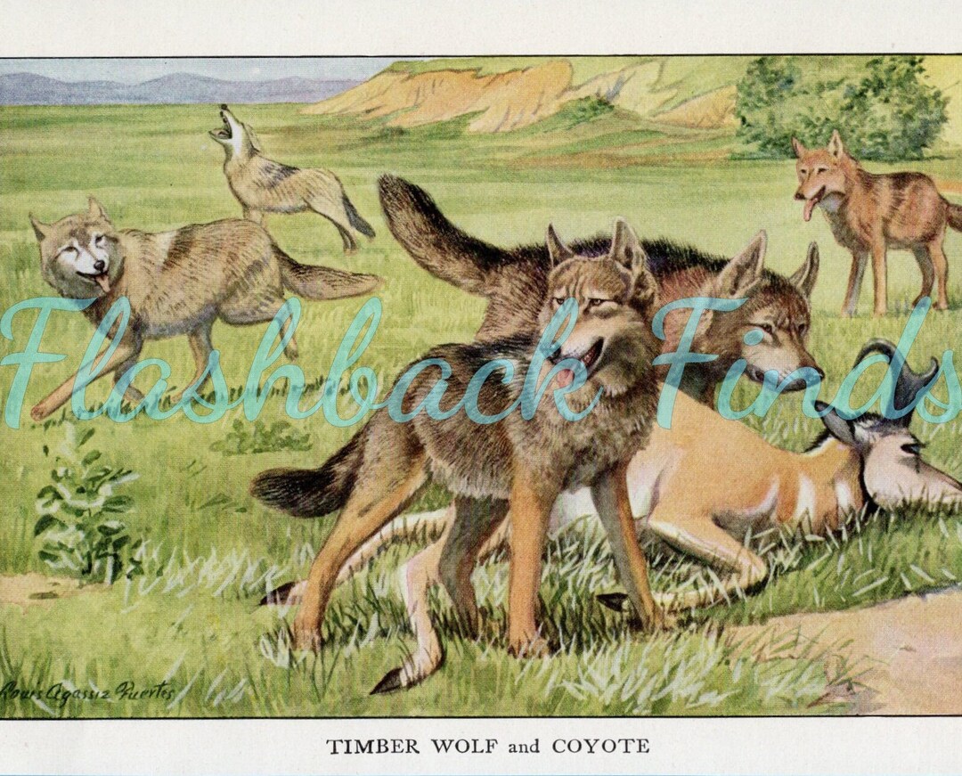 Timber Wolf & Coyote Art Print/ Antique Wild Animal, Small Book Plate ...