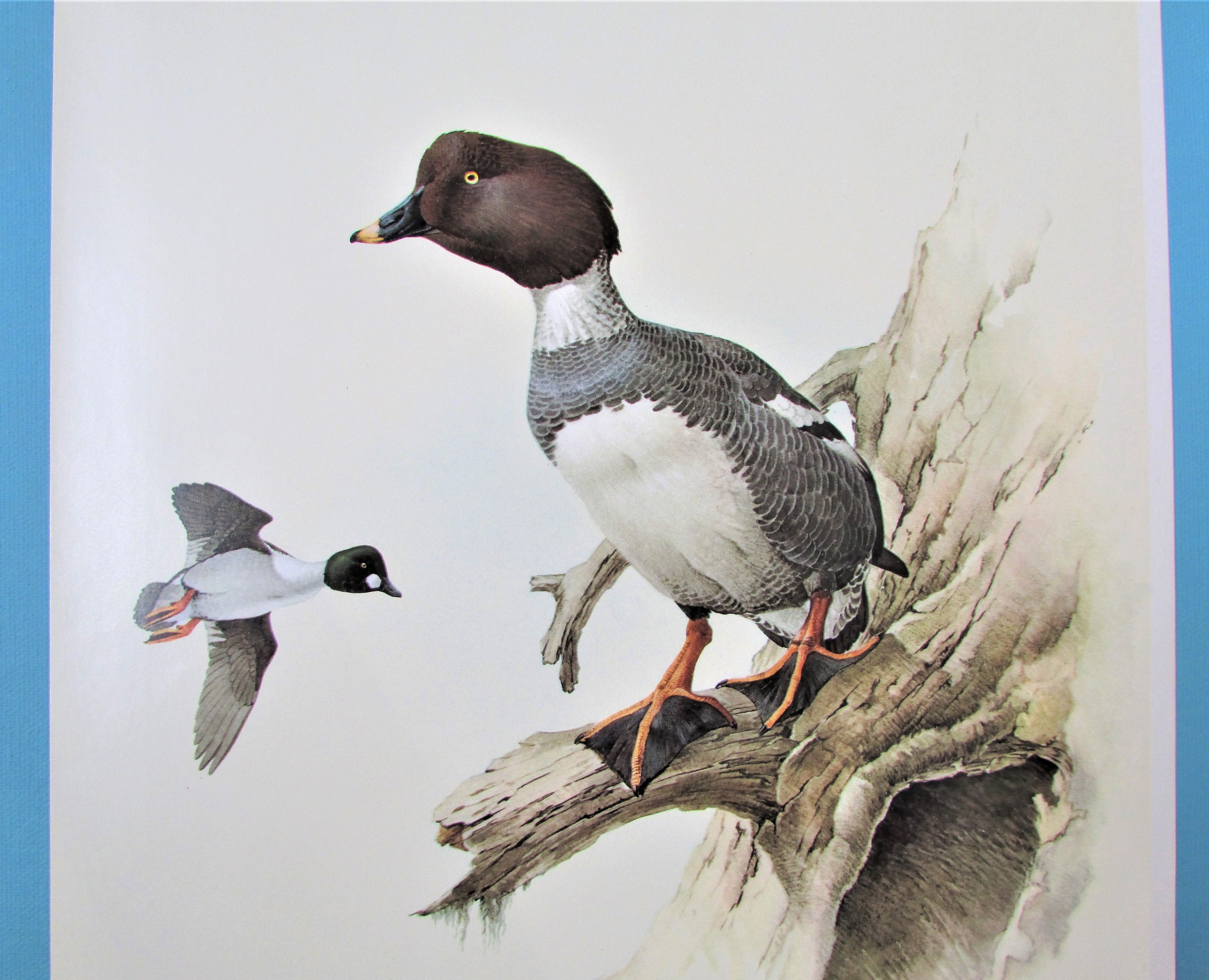 Common Goldeneye Duck Art Print Book Plate/ 1960's Water - Etsy