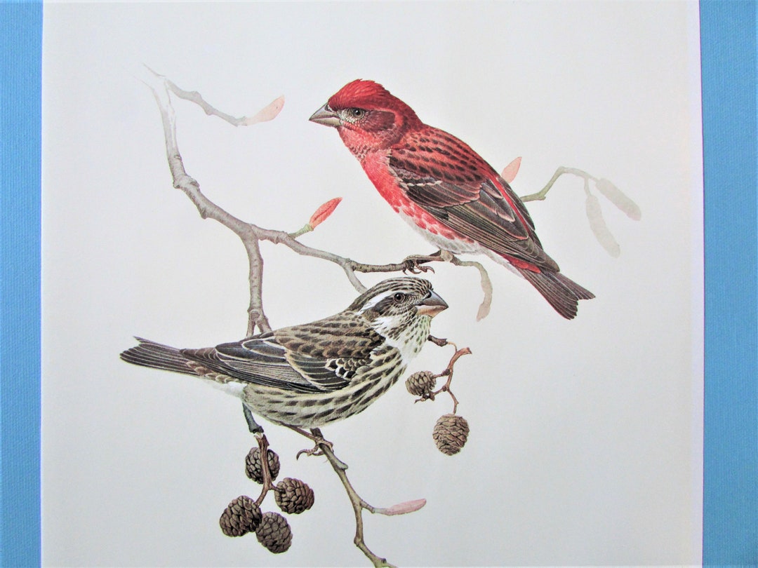 Purple Finch Bird Art Print, Book Plate/ 1960's Large Forest Bird Book ...