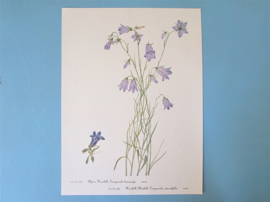 Wild Flower Bluebell Botanical Print, Color Plate/ Vintage Wildflower ...