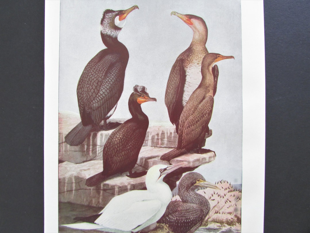 Common Cormorant Bird Print, Book Plate/ 1930's Seabird, Gannet Book ...