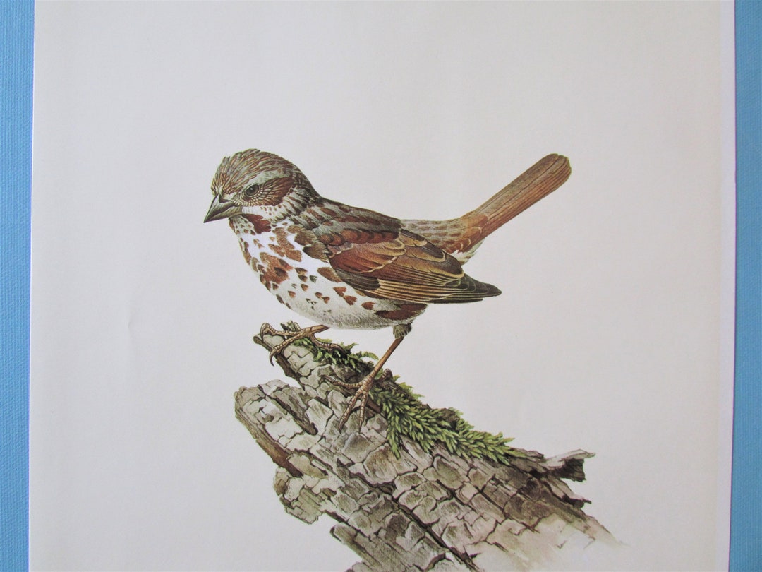 Fuchs Spatz Vogel Art Print, Buch Platte / 1960er Jahre große Wald ...