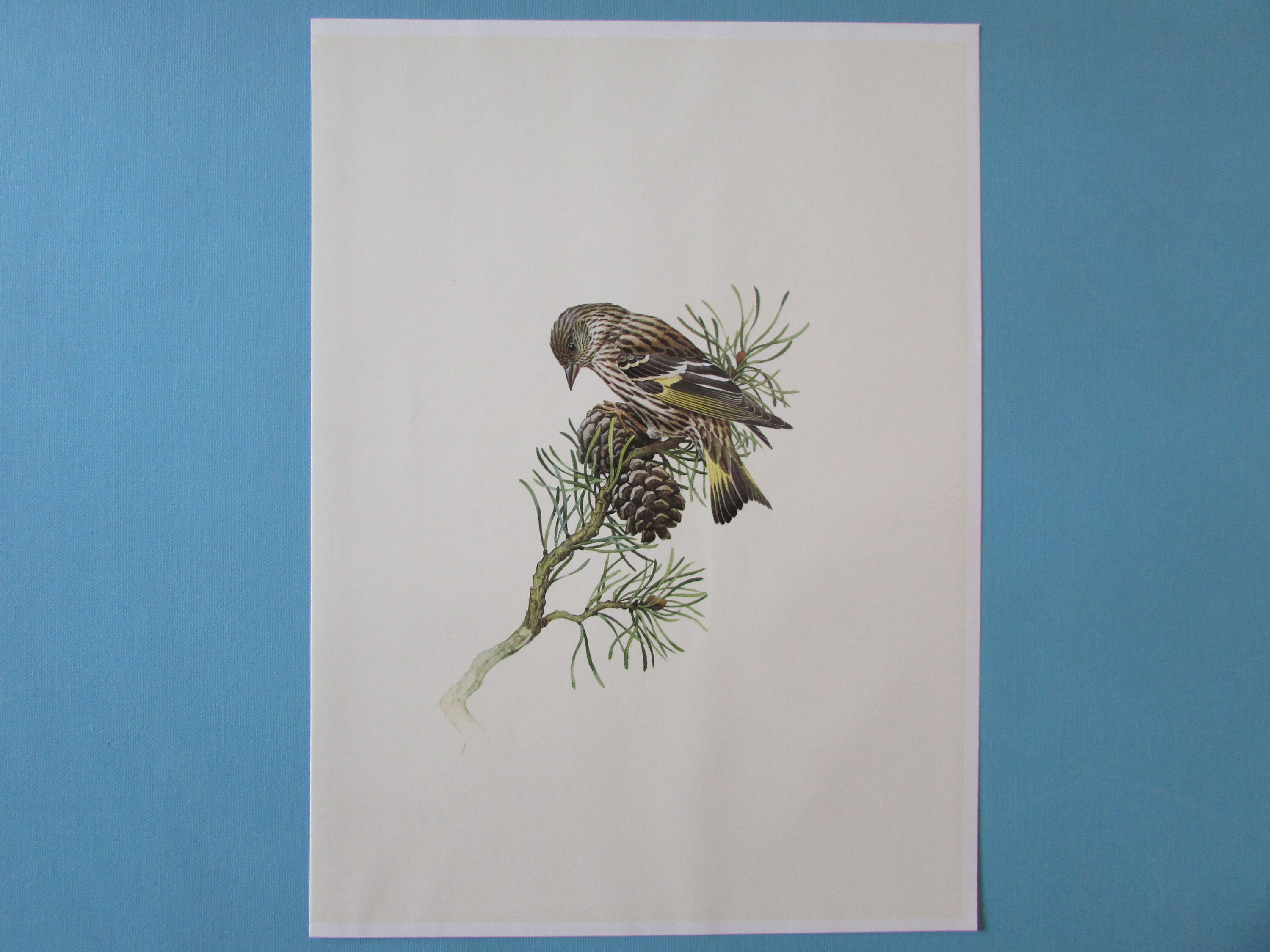 Pine Siskin Bird Art Print Book Plate/ 1960's Large | Etsy