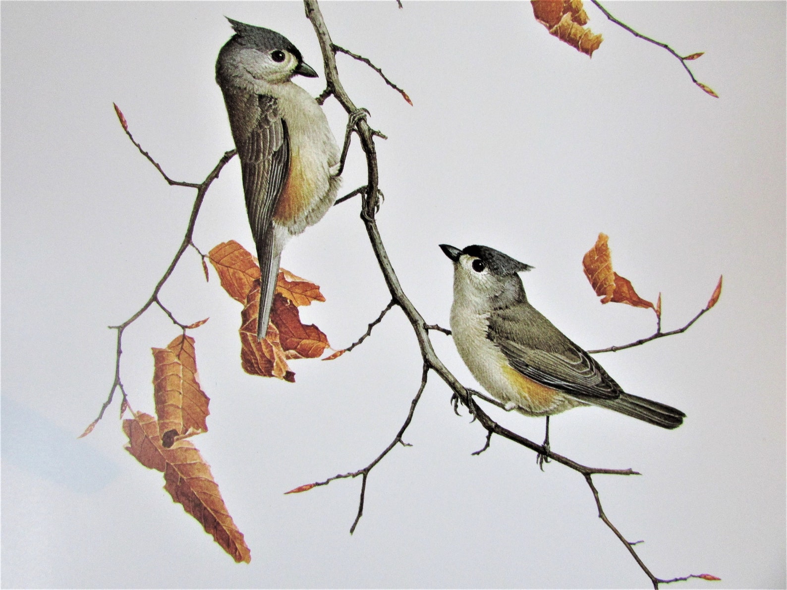 Tufted Titmouse Bird Art Print Book Plate/ 1960's Large | Etsy