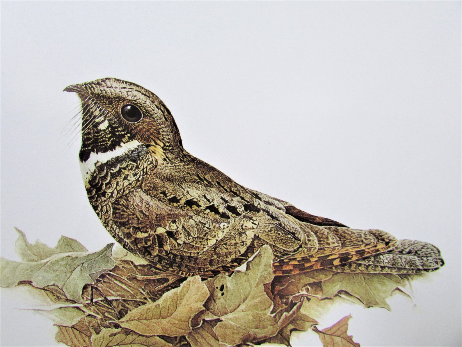 Whip poor will Bird Art Print Book Plate/ 1960's Large | Etsy