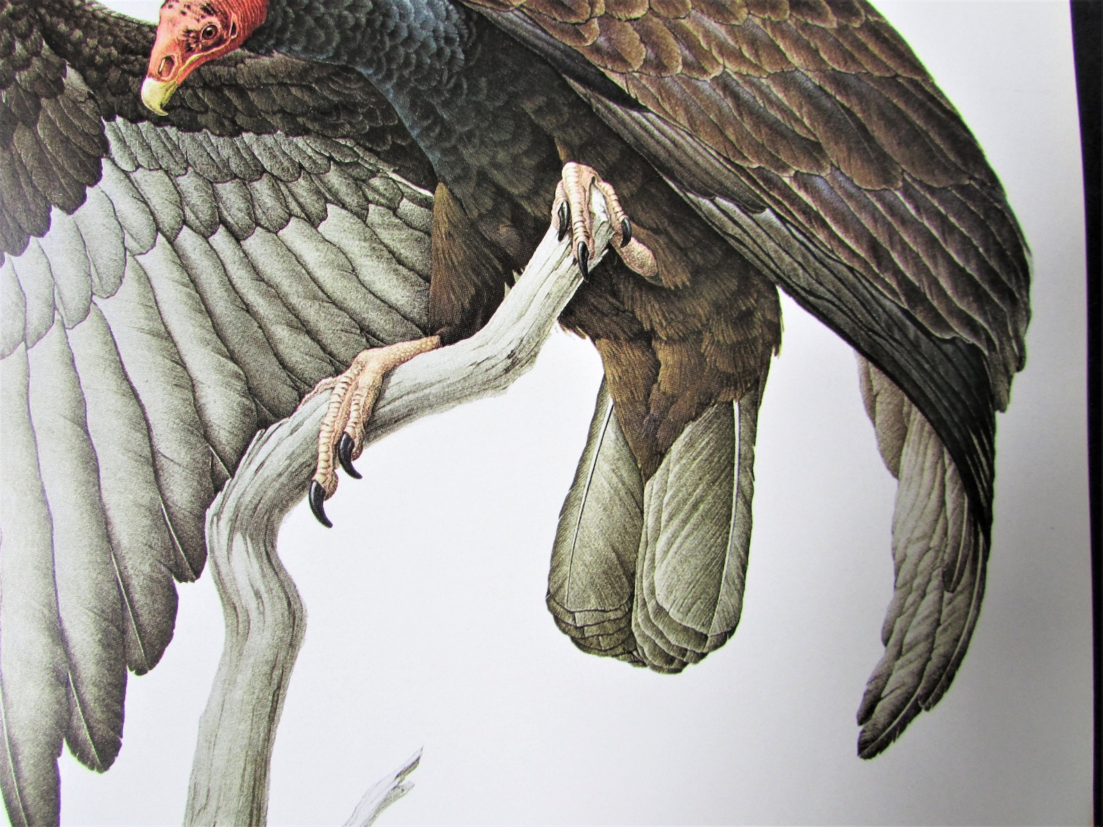 Turkey Vulture Bird Art Print Book Plate/ 1960's Bird of | Etsy