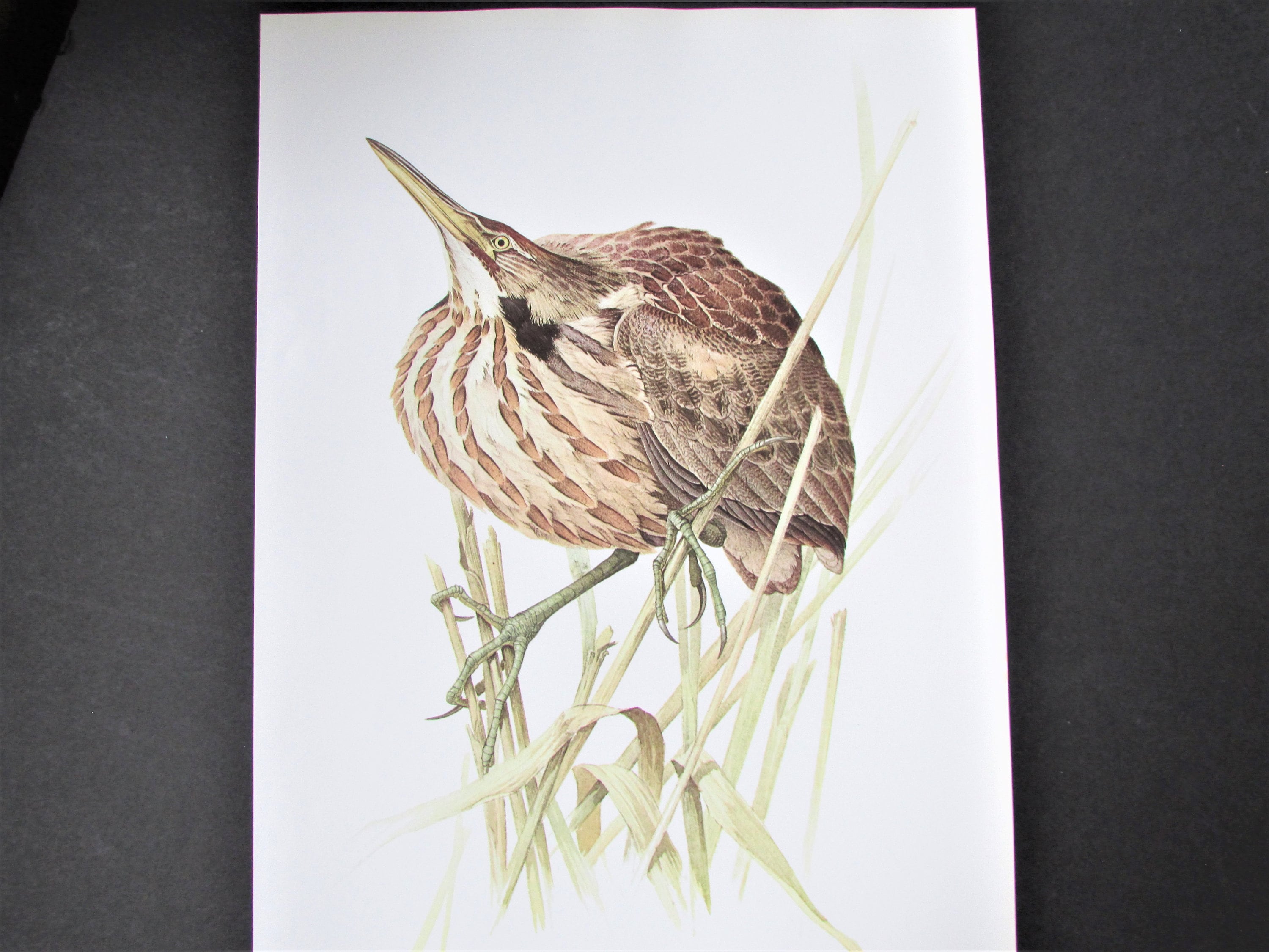 American Bittern Bird Art Print Book Plate/ 1960's Water | Etsy
