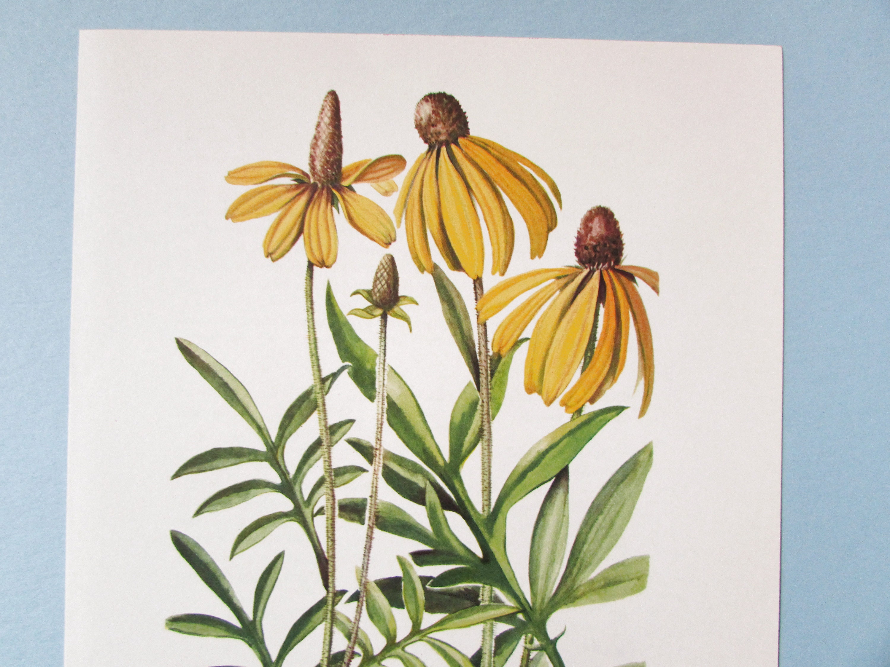 Wild Flower Prairie Coneflower Botanical Art Print/ Vintage - Etsy