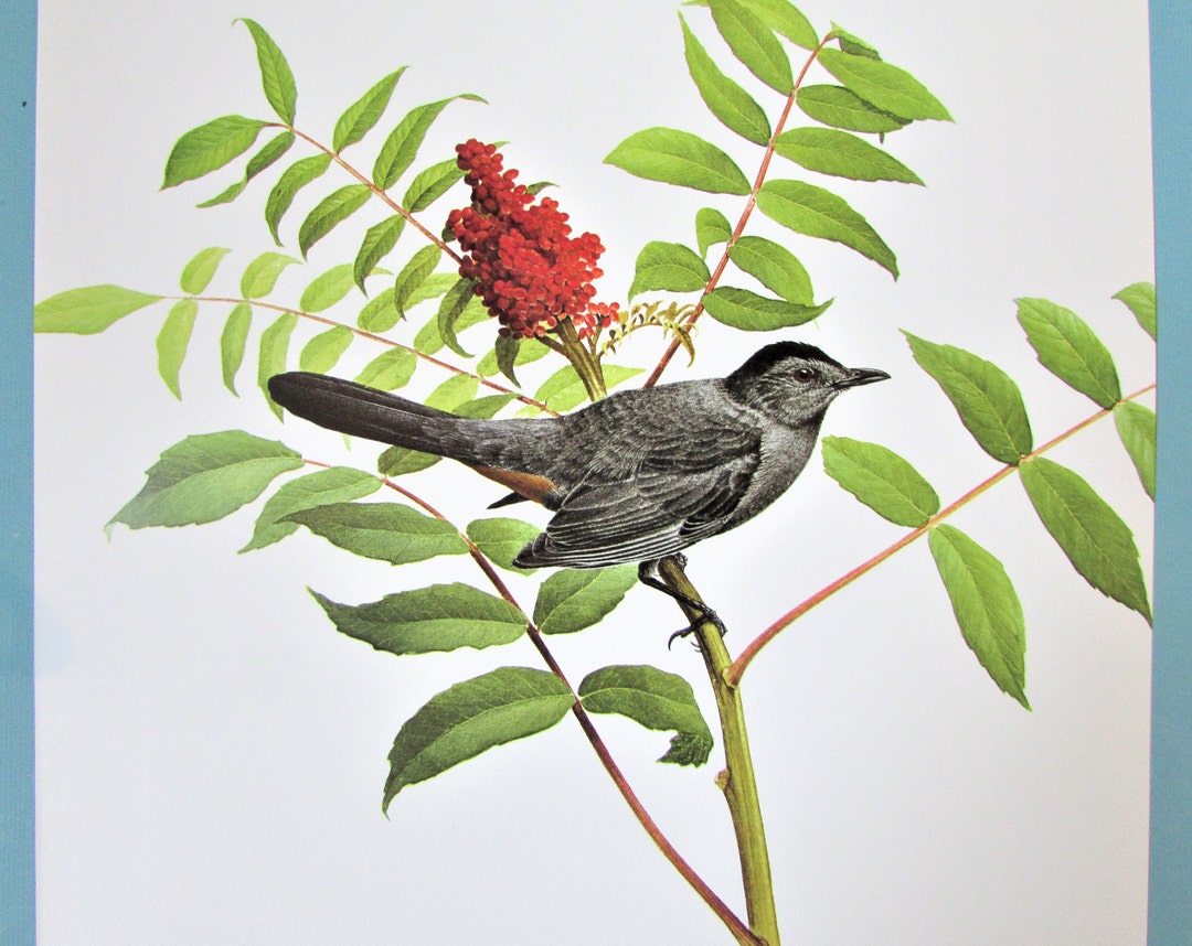 Catbird Bird Art Print, Book Plate/ 1960's Large Woodland Bird Book ...