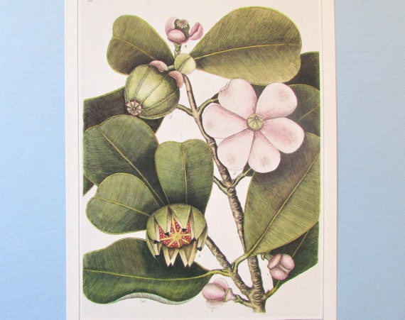 Balsam Apple Tree Botanical Art Print/ 1700s Wild Flower - Etsy