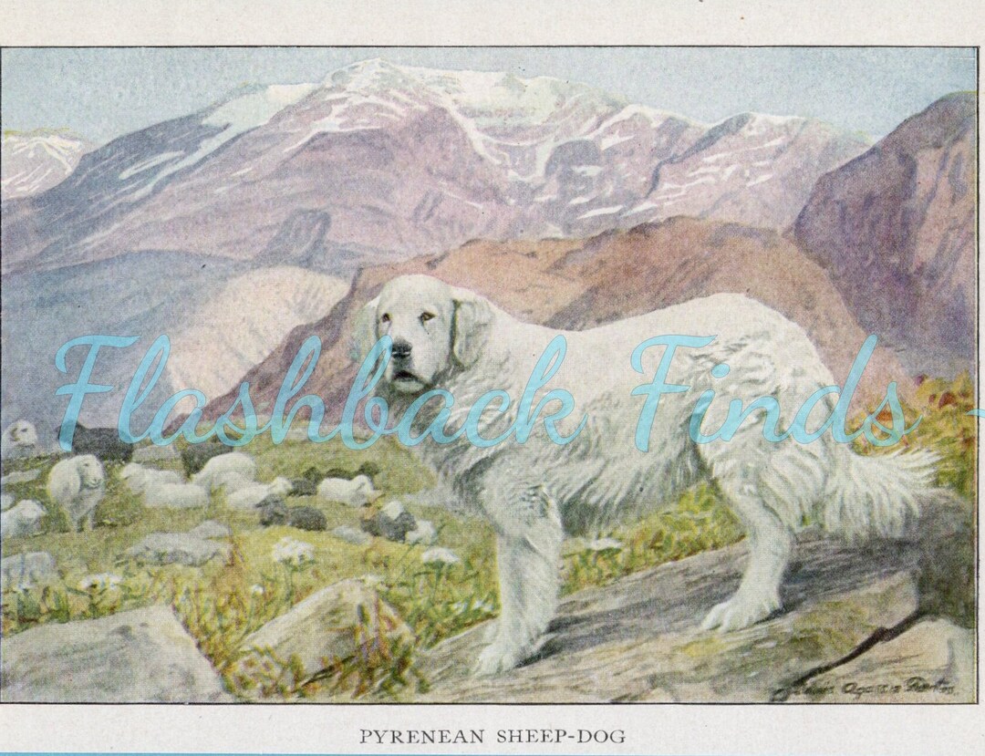 Great Pyrenees Dog Art Print/ Pyrenean Mountain Dog, Antique Small Book ...