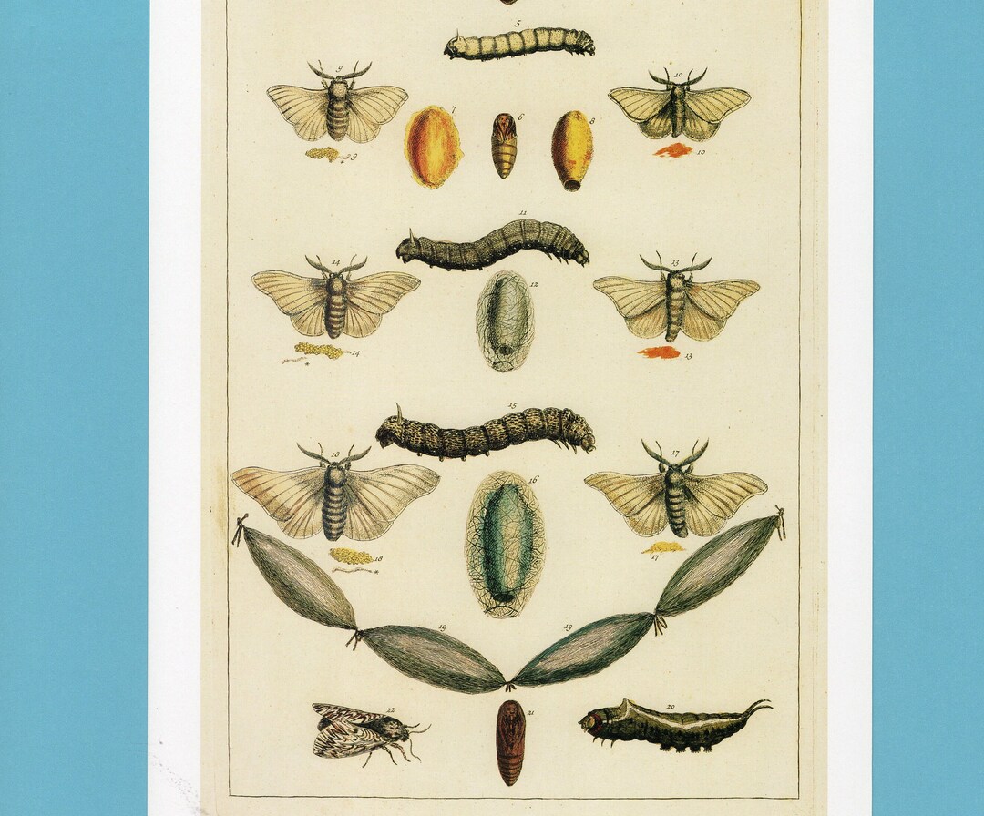 Moths & Caterpillars Art Print/ Insect Natural History - Etsy
