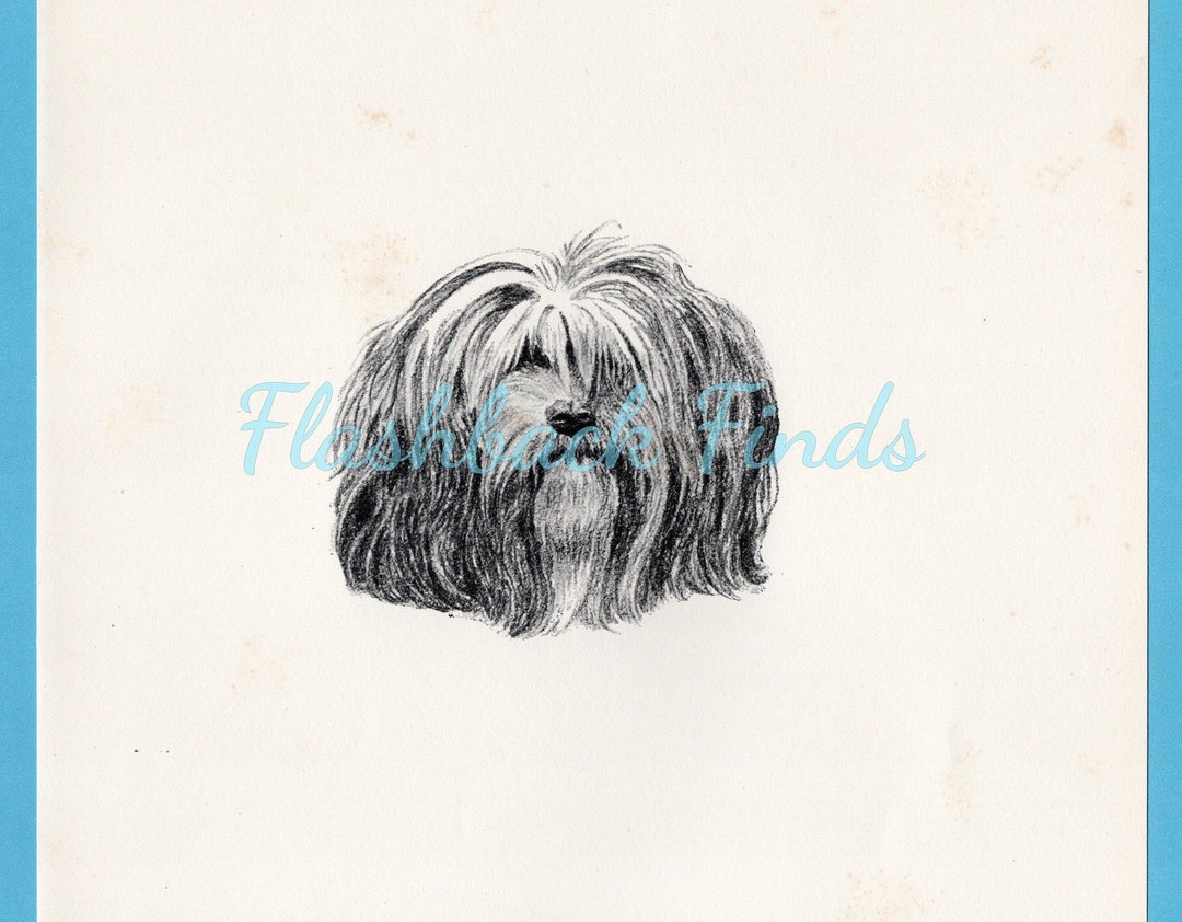 Lhasa Apso Dog Art Print by C Francis Wardle/ 1935 Illustrated Drawing ...