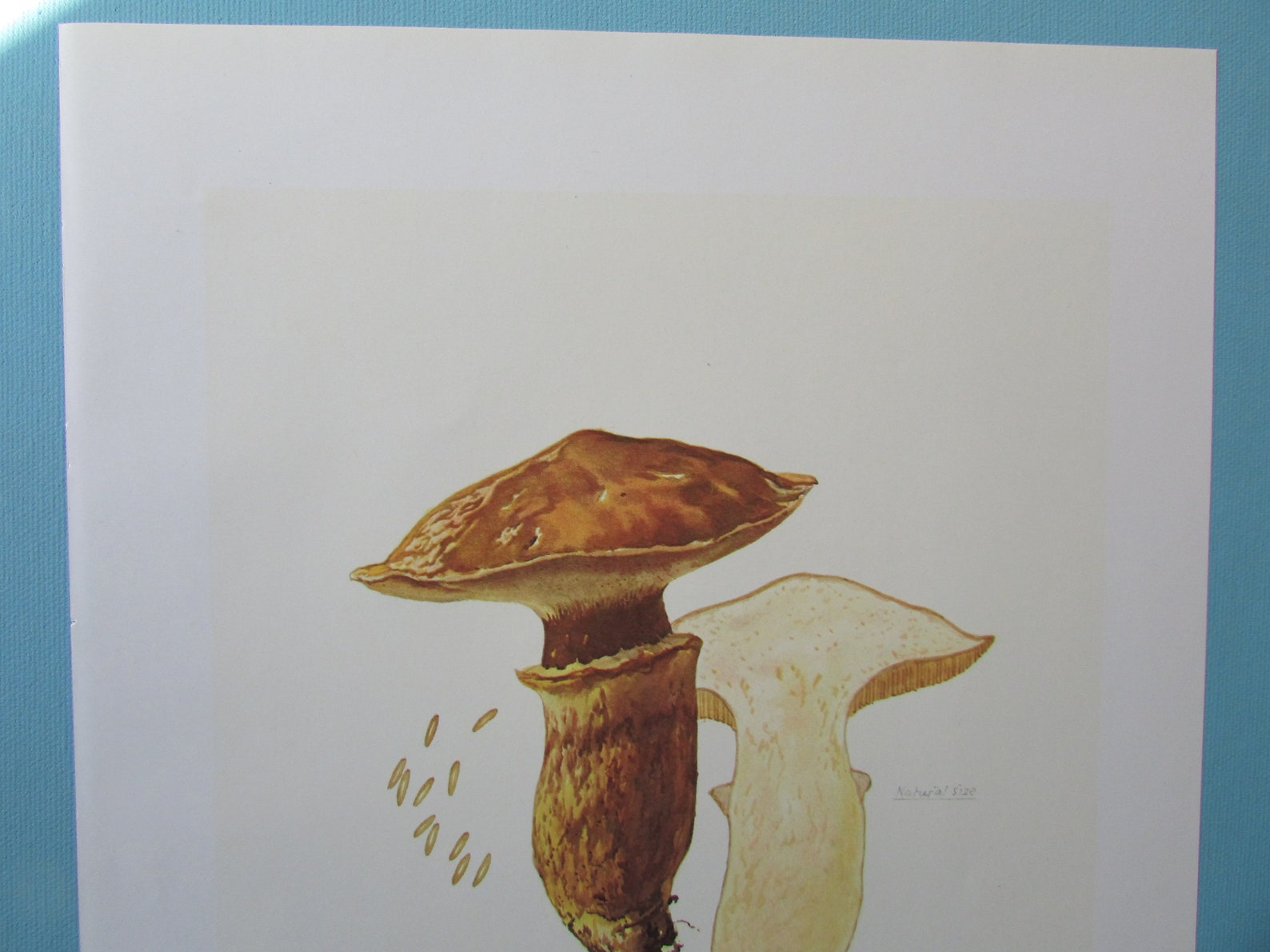 Slippery Jack Mushroom Botanical Art Print, Color Plate/ Fungus ...
