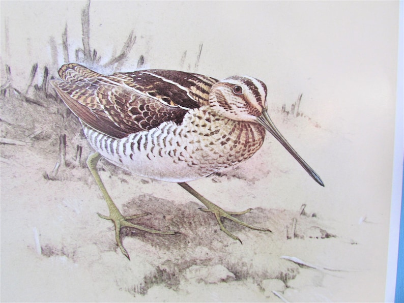 Common Snipe Bird Art Print Book Plate/ 1960's Wading | Etsy
