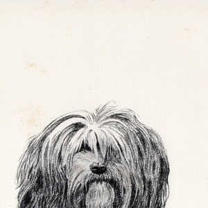 Lhasa Apso Dog Art Print by C Francis Wardle/ 1935 Illustrated Drawing ...
