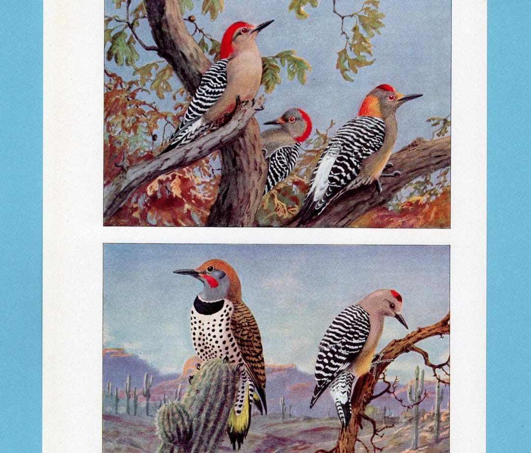 Red-bellied Woodpecker Bird Art Print/ Gilded Flicker & Gila Woodpecker ...