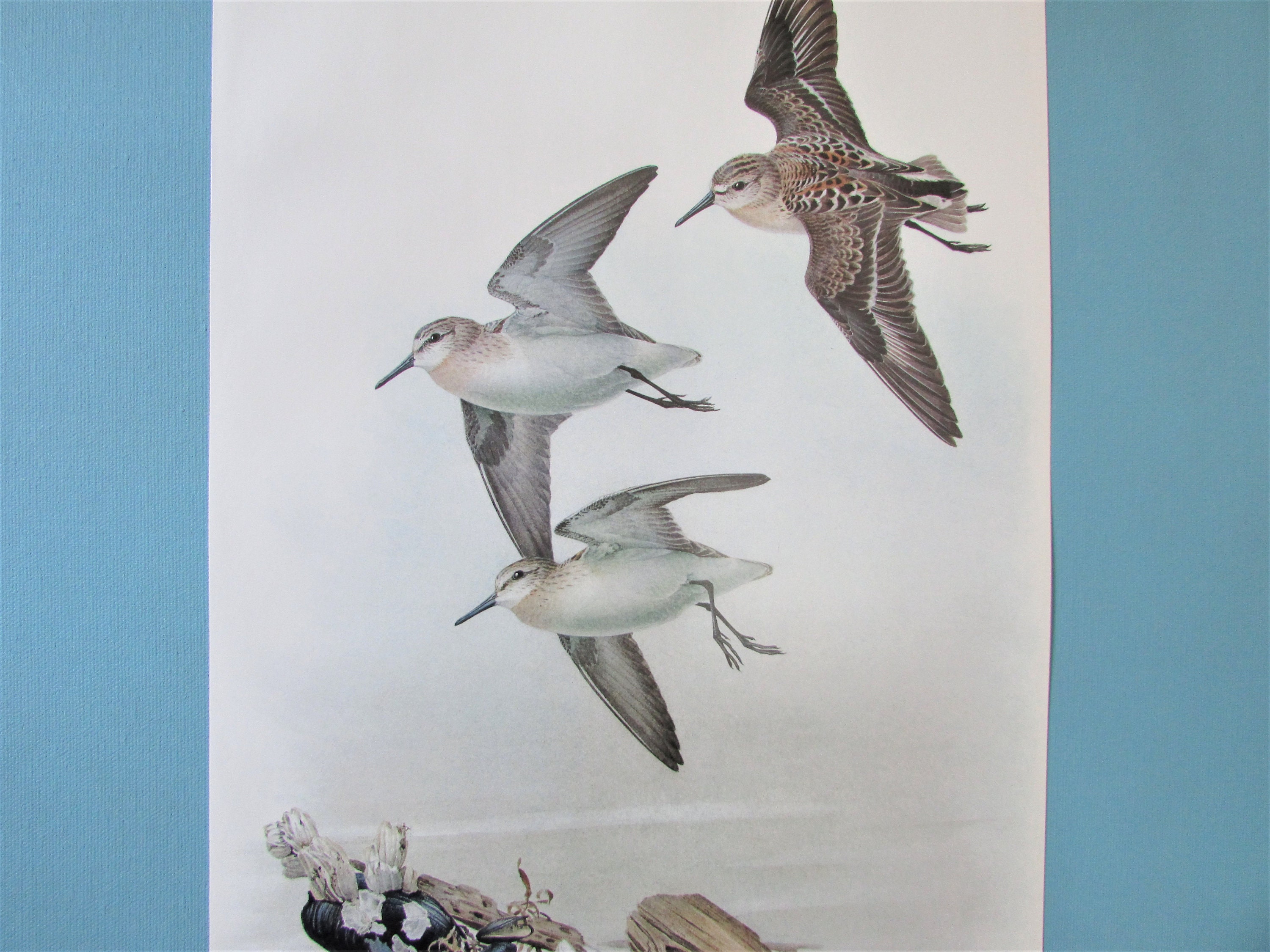 Western Sandpiper Bird Art Print Book Plate/ 1970's - Etsy