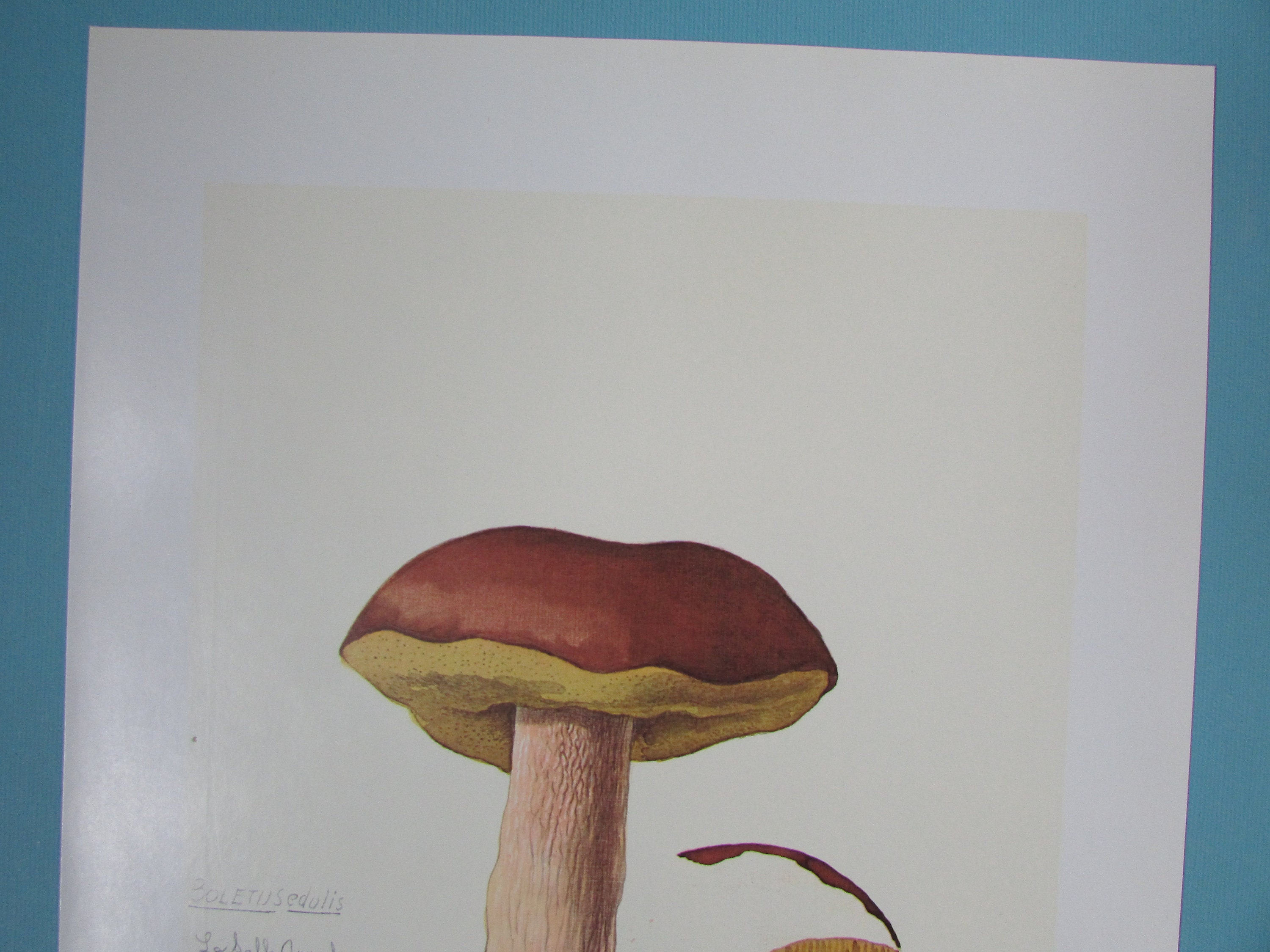 Porcini Bolete Mushroom Botanical Art Print Color Plate/ - Etsy