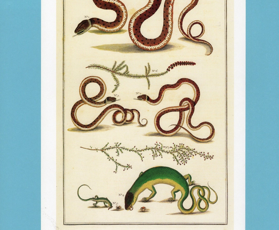Grass Snake & Skink Lizard Art Print/ Natural History, Curiosity ...