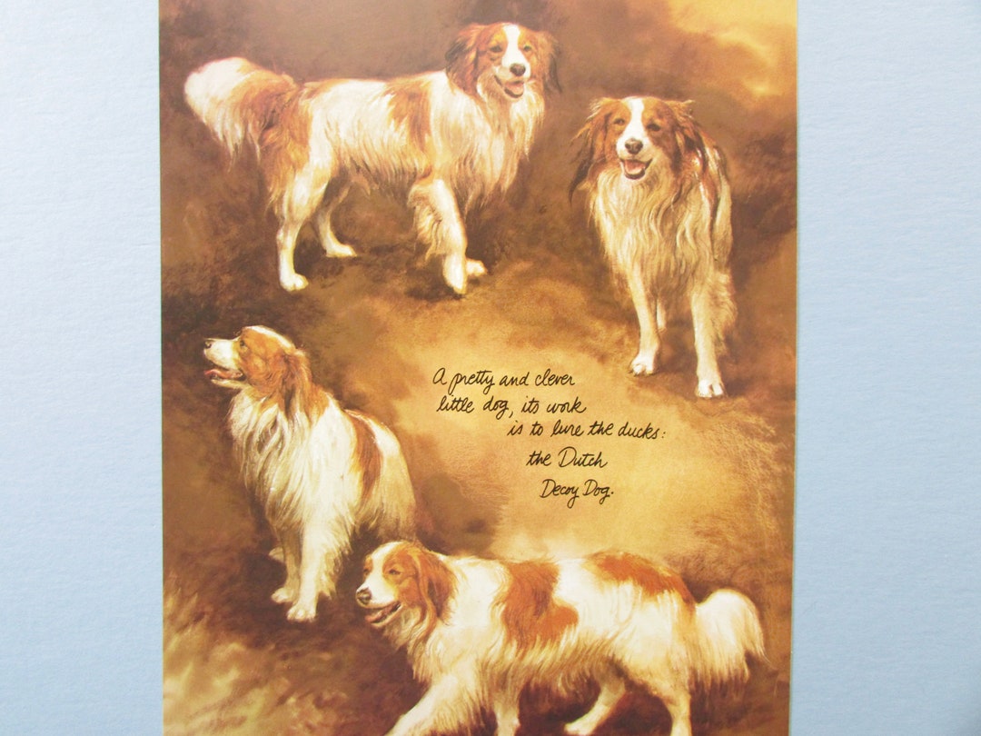 Kooikerhondje Dog Art Print/ Dutch Spaniel, Decoy Dog, Wall Art Decor ...