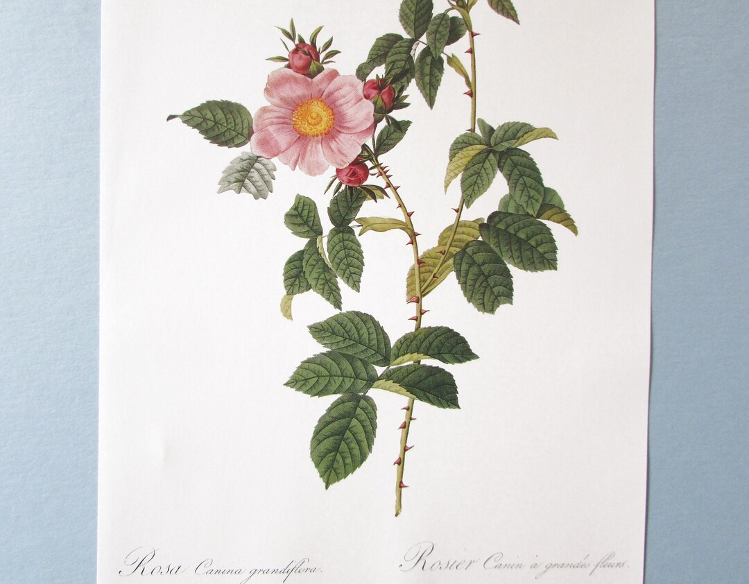 Redoute Botanical Dog Rose Art Print/ Rosa Canina, Big Flower Dog Rose ...