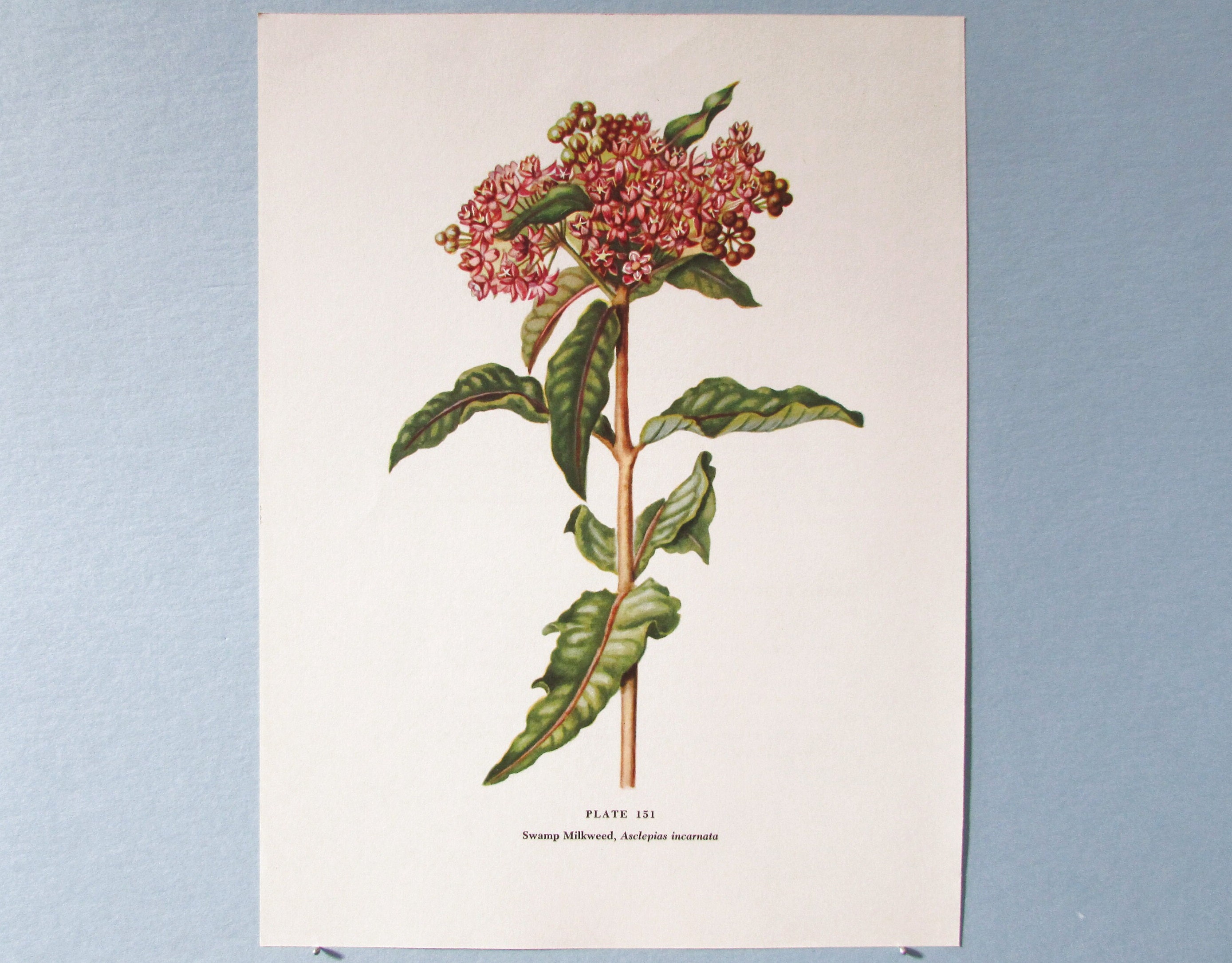 Swamp Milkweed Drawing