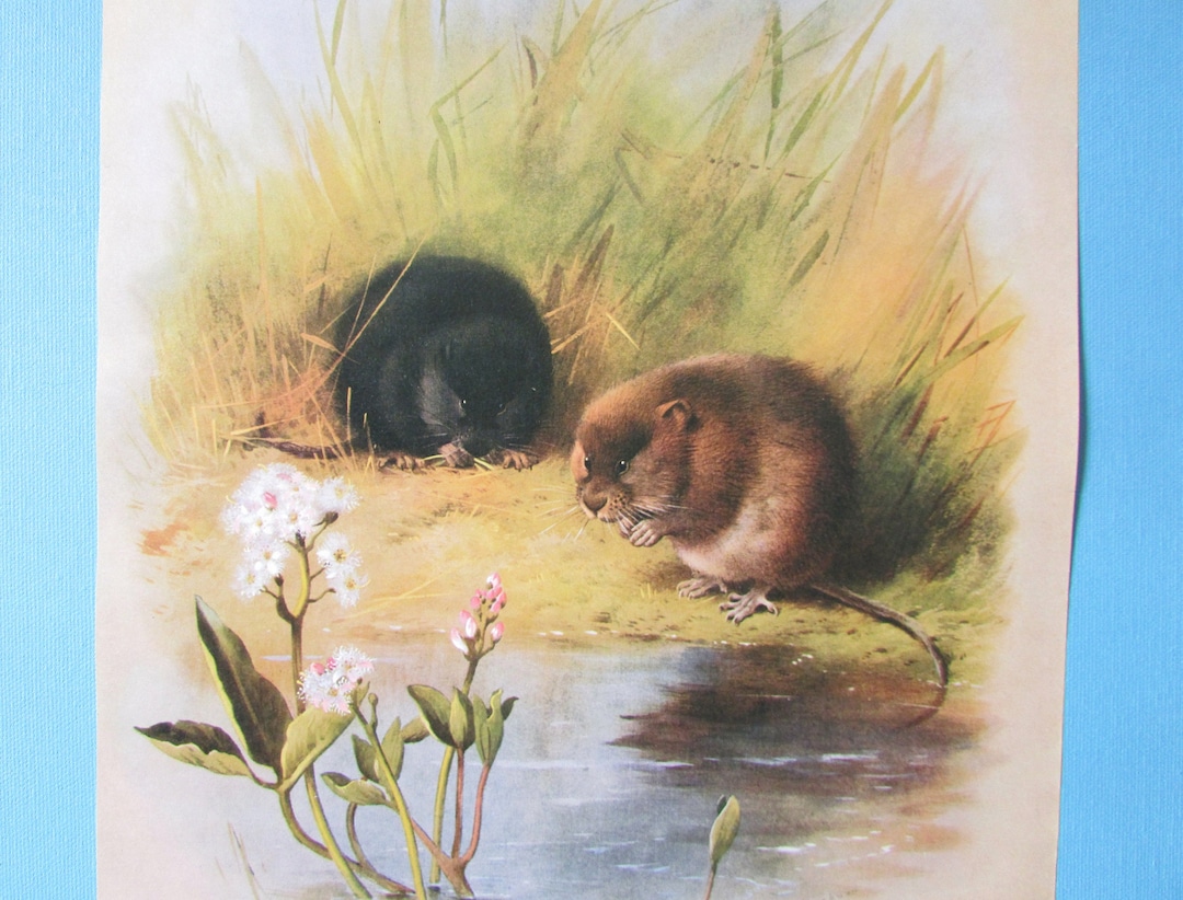European Water Vole Animal Art Print, Book Plate/ Voles, Large Book ...