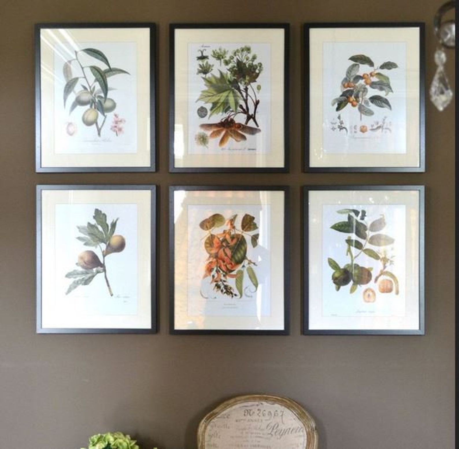 Slippery Jack Mushroom Botanical Art Print, Color Plate/ Fungus ...