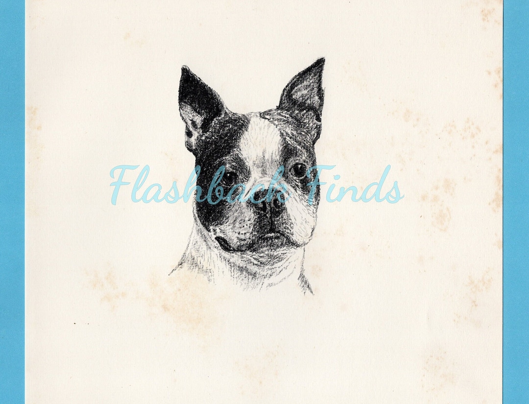 Boston Terrier Dog Art Print by C Francis Wardle/ 1935 Illustrated ...