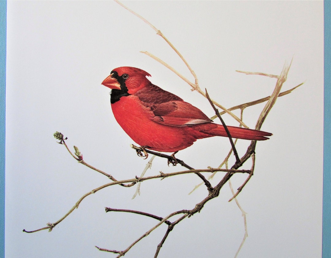 Cardinal Bird Art Print, Book Plate/ 1960's Large Woodland Bird Book ...