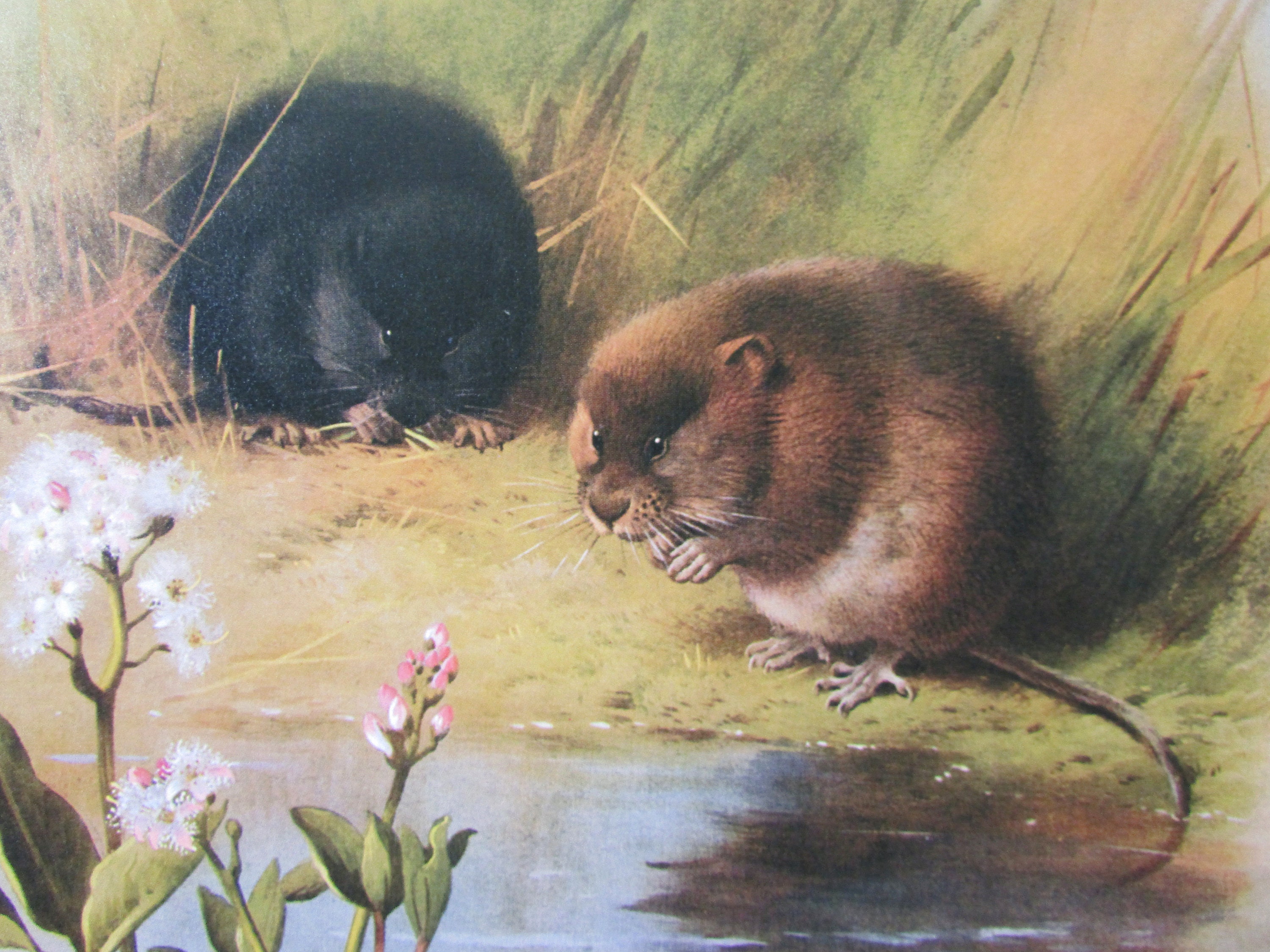 European Water Vole Animal Art Print Book Plate/ Voles Large - Etsy