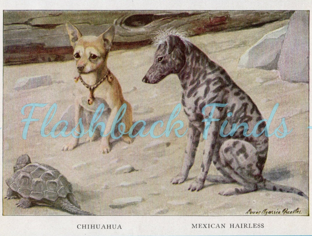 Chihuahua & Mexican Hairless Dog Art Print/ Antique Xolu Dog, Small ...