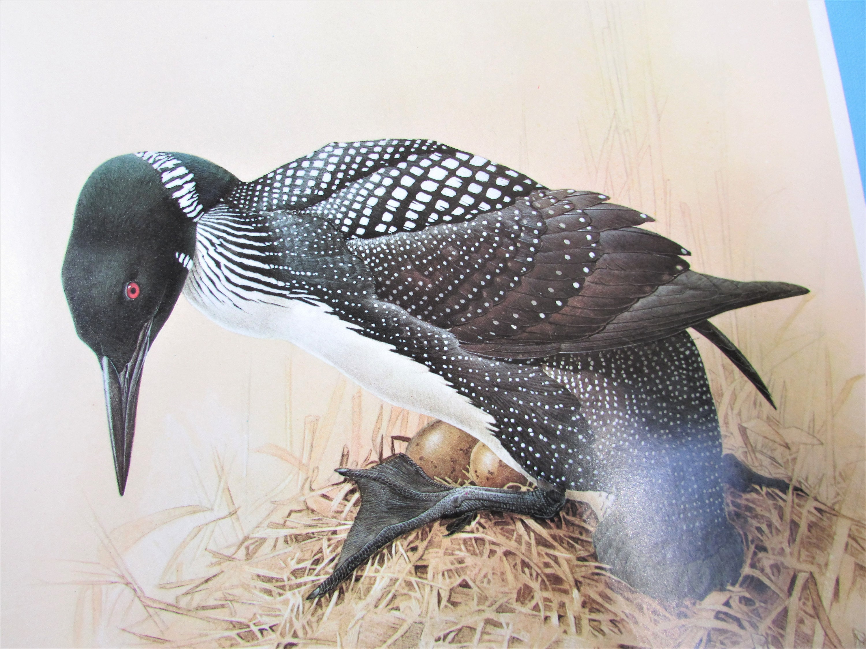 Common Loon Bird Art Print Book Plate/ 1970's Water Bird | Etsy