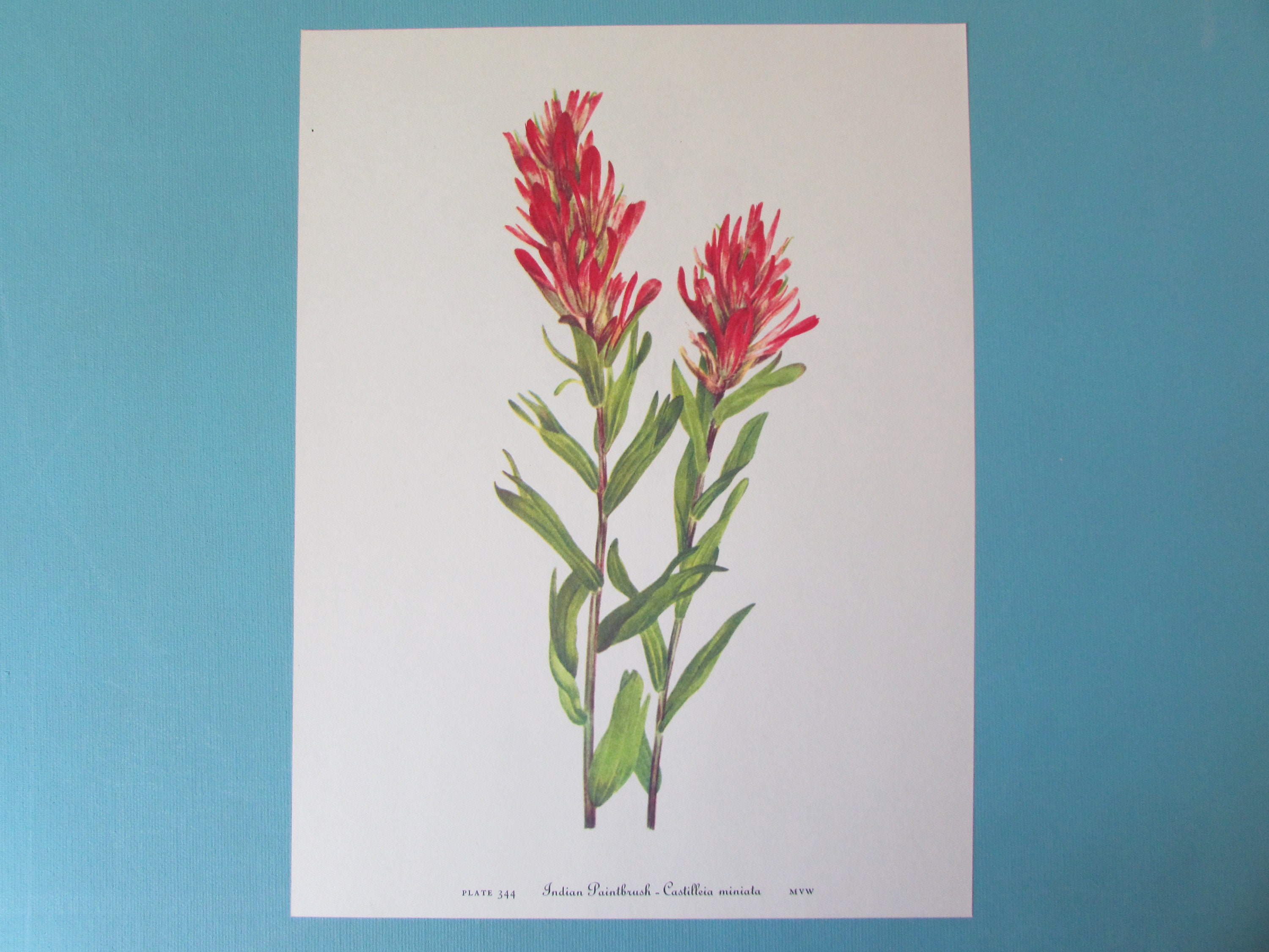 Wild flower Indian Paintbrush Botanical Print Color Plate/ | Etsy