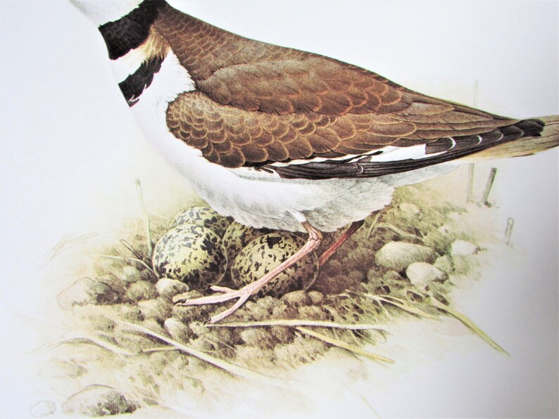 Killdeer Bird Art Print, Book Plate/ 1960's Large Water Bird, Fowl Book ...