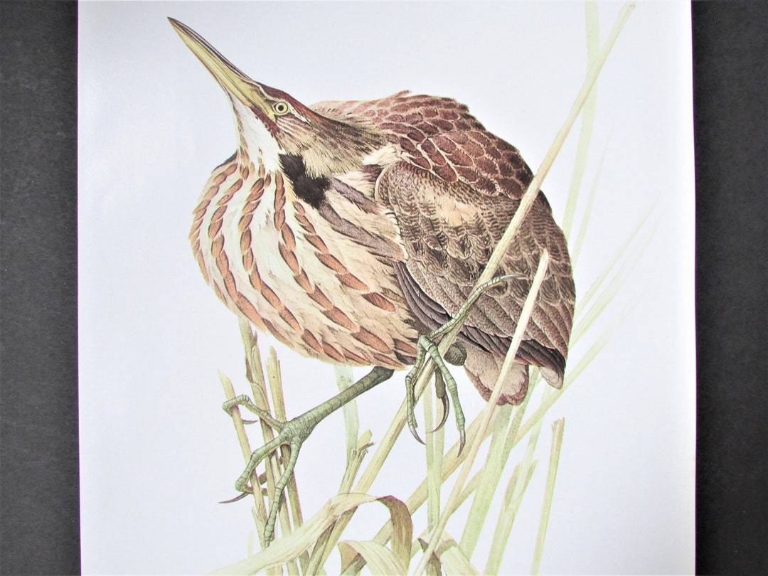 American Bittern Bird Art Print, Book Plate/ 1960's Water Bird, Fowl ...