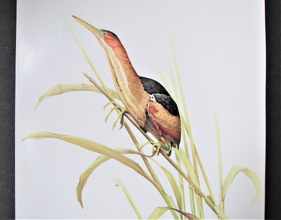Least Bittern Bird Art Print Book Plate/ 1960's Water | Etsy
