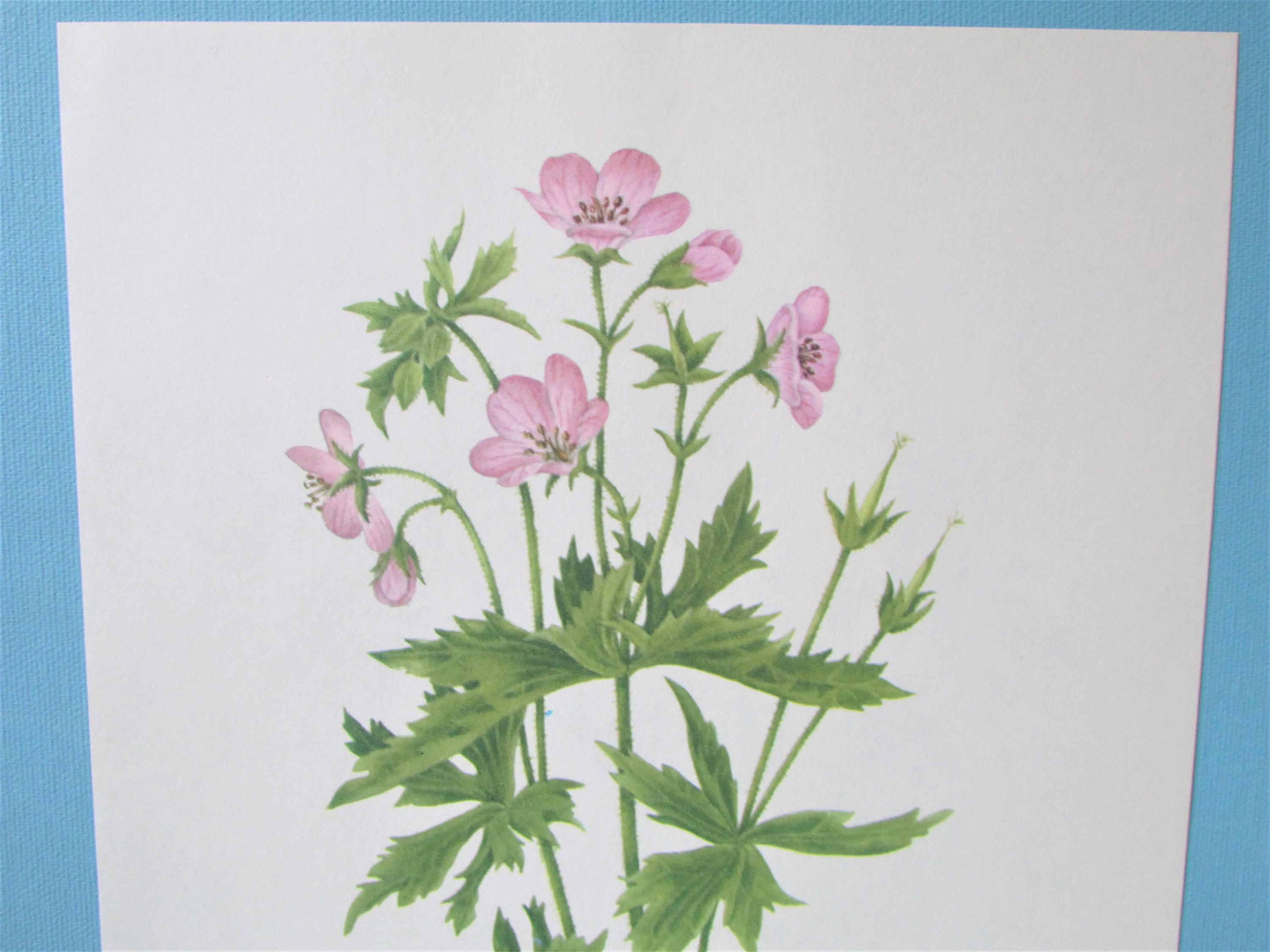 Wild Geranium Drawing