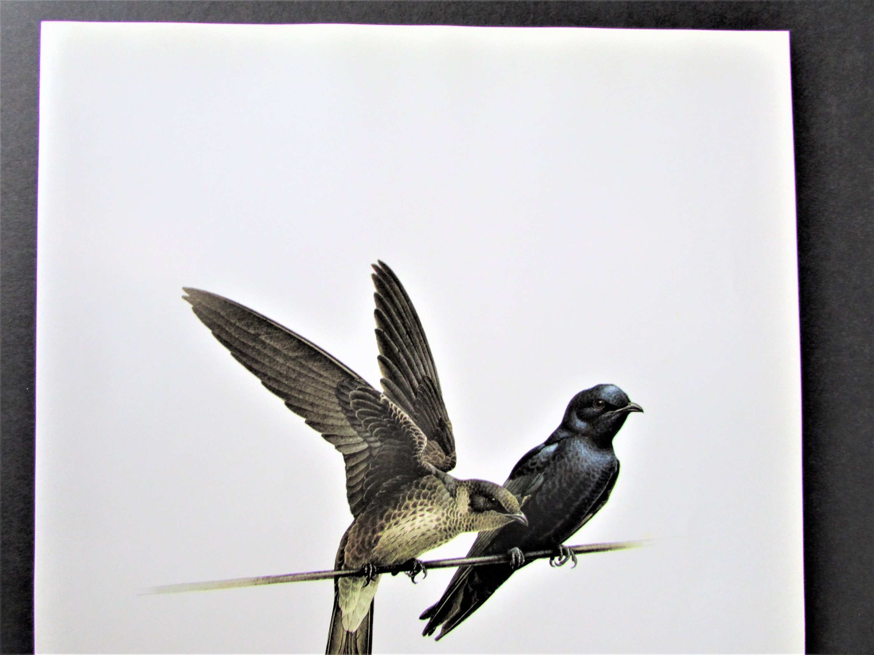 Purple Martin Bird Art Print Book Plate/ 1960's Large | Etsy