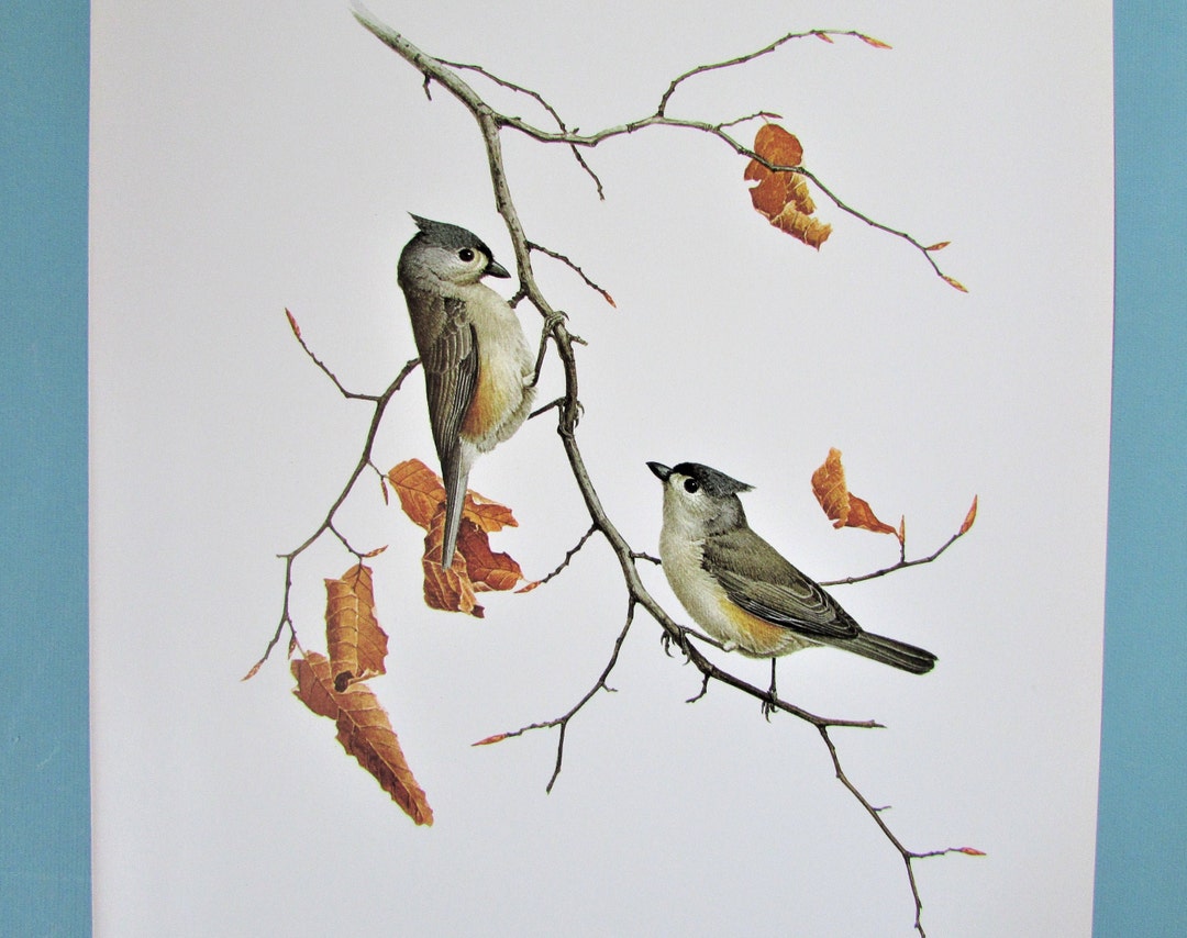 Tufted Titmouse Bird Art Print, Book Plate/ 1960's Large Forest Bird ...
