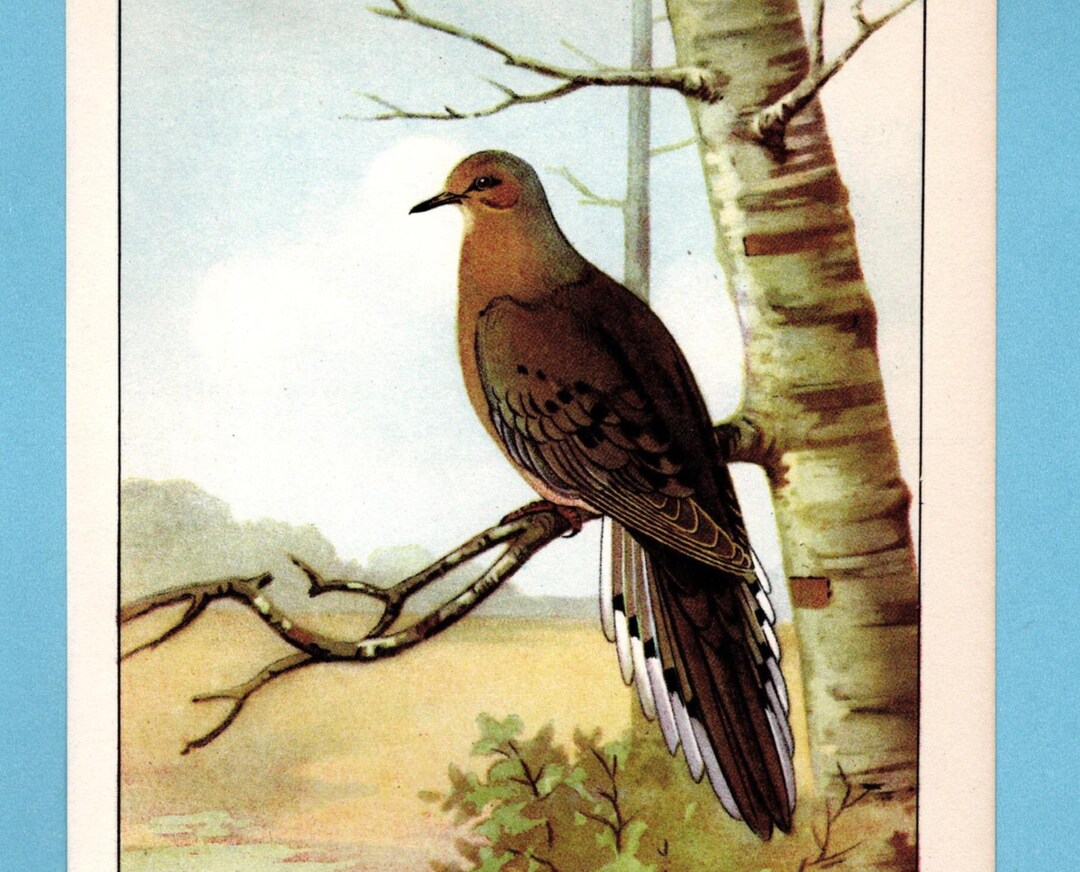 Antique Mourning Dove Bird Art Print/ Bob White Woodland Bird, Small ...