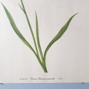 Wild Flower Camas Botanical Art Print/ Vintage Wildflower, Camassia ...