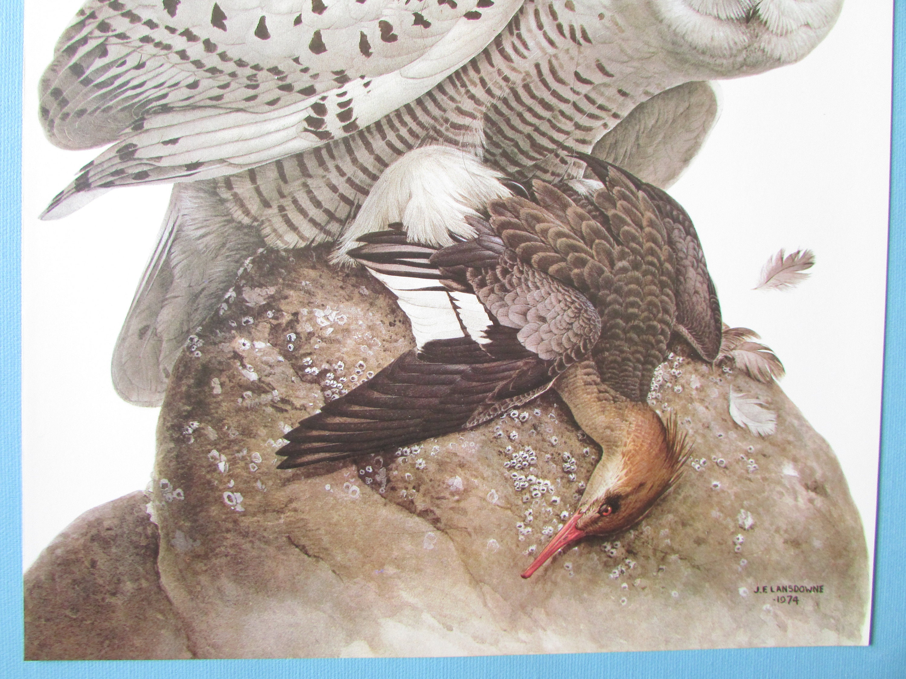 Snowy Owl Bird Art Print Book Plate/ 1970's Large Bird of | Etsy