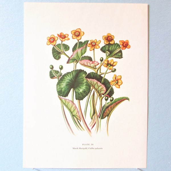 Marsh Marigold - Etsy