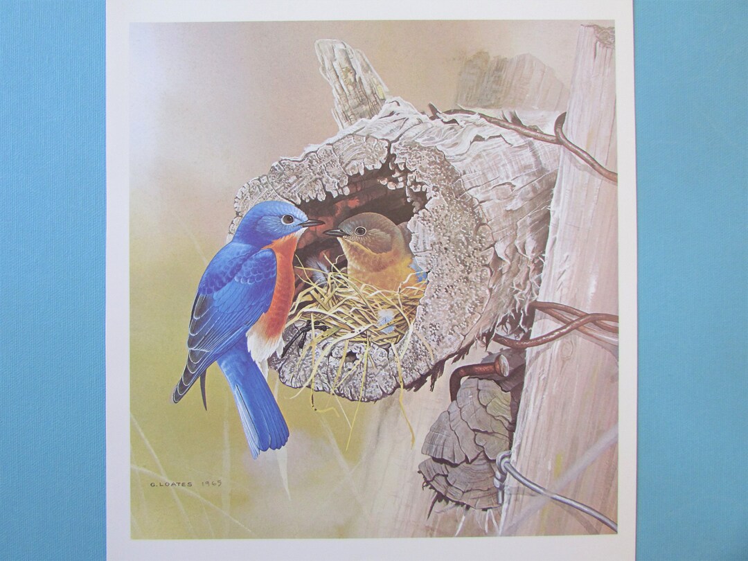 Eastern Bluebird Bird Art Print, Book Plate/ 1960's Forest Bird ...