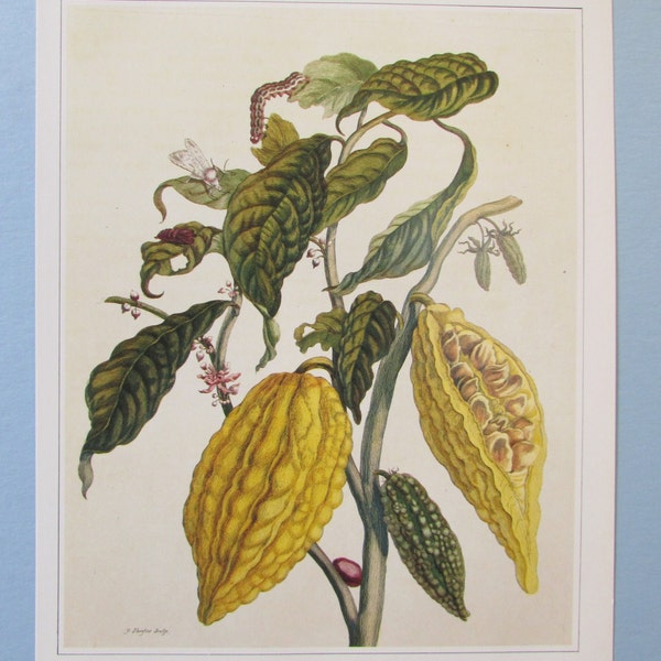 Maria Sibylla Merian - Etsy